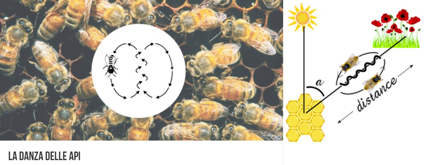 La Comunicazione Delle Api - Beeit
